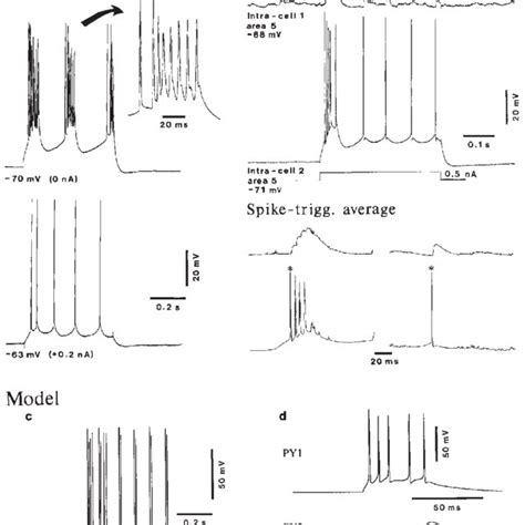 Response Properties Of Neurons In A Slab And Model Neurons A Download Scientific Diagram