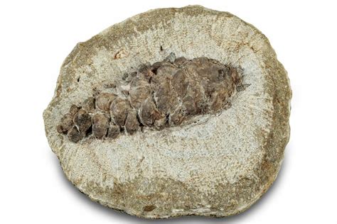 2 7 3d Oligocene Aged Fossil Pine Cone Germany 301356 For Sale