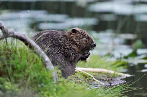 Eurasian Beaver L Campbell Aigas Field Centre