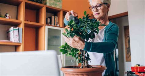 What Are Floating Bonsai Trees Bonsai Tree Help
