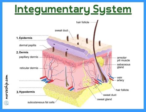 Accessory Structures Of The Skin Anatomy And Physiology Of The Integumentary System Nurseship
