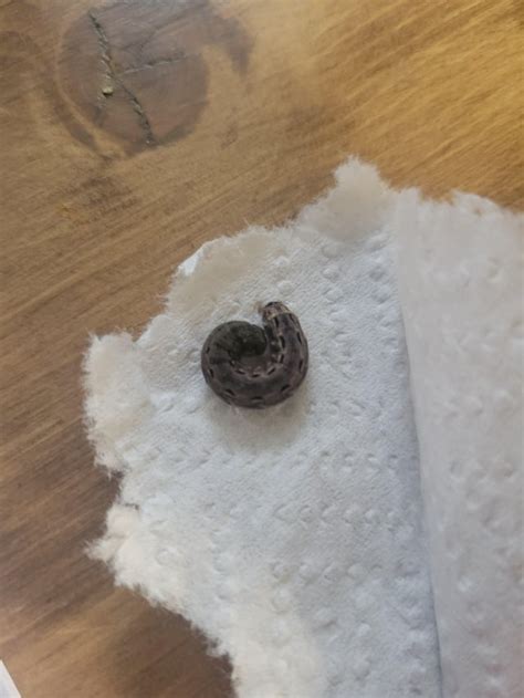Species Of Moth Pnw Rwhatisthisbug