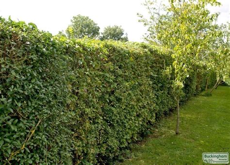 Mixed Native Hedging Hedging Native Plants Buckingham Nurseries Ltd