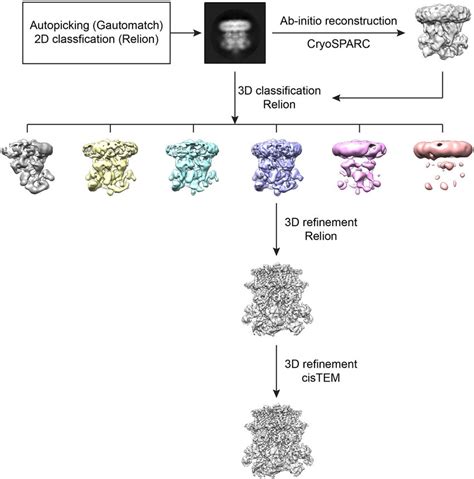 The Cryo Electron Microscopy Data Processing Workflow Using The Data