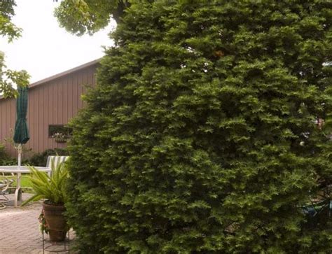 First Editions Technito Arborvitae River Creek Nursery