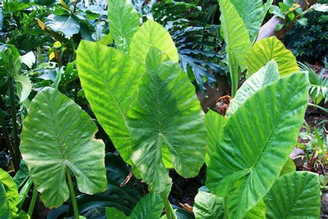 Elephant Ear Plant Drooping 13 Reasons Why Plus Solutions That Will Help