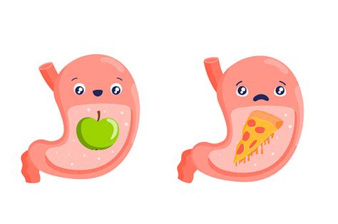 위 만화 캐릭터 건강하고 적절한 영양 만화 내부 장기 다이어트 과일 야채 패스트 푸드 흰색 배경에 격리된 스톡 벡터 그림입니다 개념에 대한 스톡 벡터 아트 및 기타 이미지