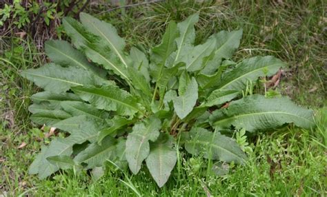 Yellow Dock Rumex Crispus Benefits Safety Uses Herbal Reality