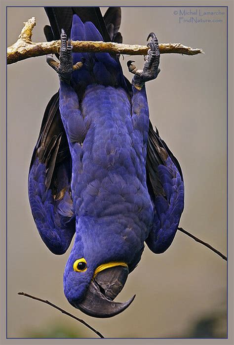 Purple Hyacinth Macaw