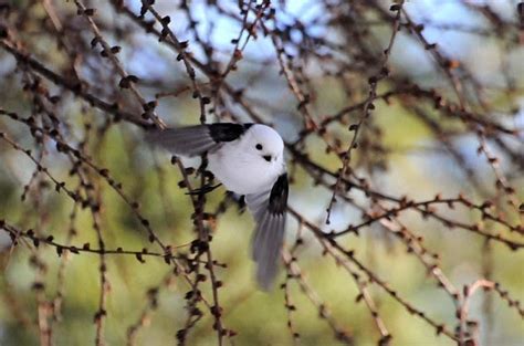 존트 역대급 씹덕상인 흰머리 오목눈이 뱁새  인스티즈 Instiz 이슈 카테고리