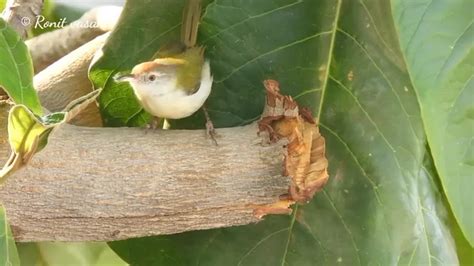 Tailorbird Making Nest From Leaves R Nextfuckinglevel