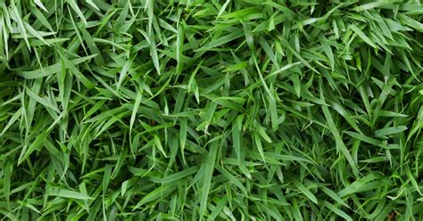 Zoysia Grass For Lawns The Ultimate Guide Lawn Chick