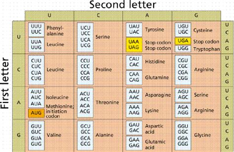 Figure 1 From Dna Sequence Representation By Use Of Statistical Finite Automata Semantic Scholar