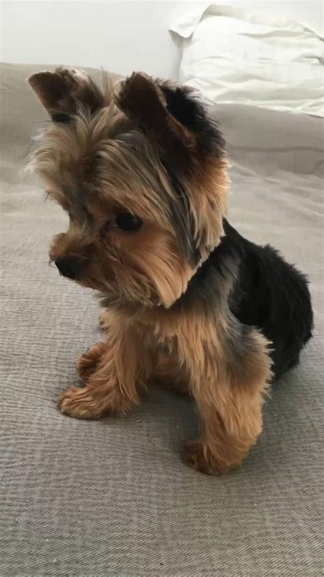 What Is A Micro Yorkie At Sheila Ruggeri Blog
