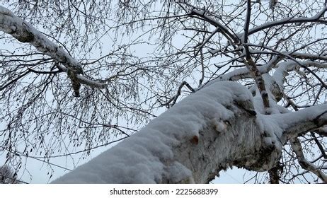 Tree Limbs Ice Royalty Free Images Stock Photos Pictures Shutterstock