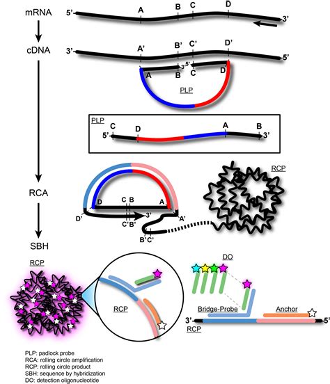 In Situ Hybridization Buffer Solution At Luca Glossop Blog