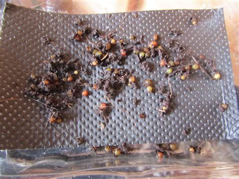 Eisenia Fetida Cocoons