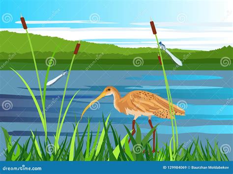 Sandpiper Bird Lake Gragonflies Wetlands Cartoon Vector