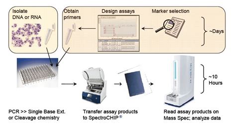 Mass Spectra Of Multiplex Pcr Maldi Tof Data Massarray Iplex Primer Download Scientific