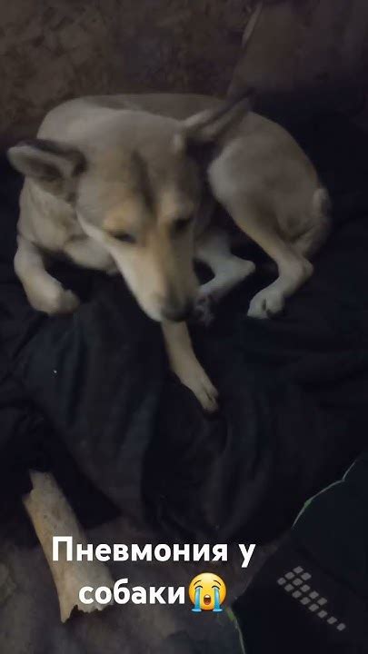 Моя семья и другие животные Youtube