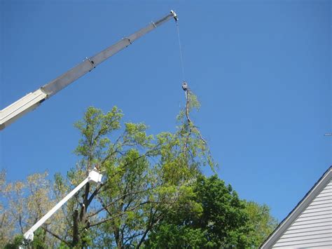 Tree Removal Cleveland Tree Service Tree Trimming