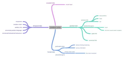 Cerebral Cortex Coggle Diagram