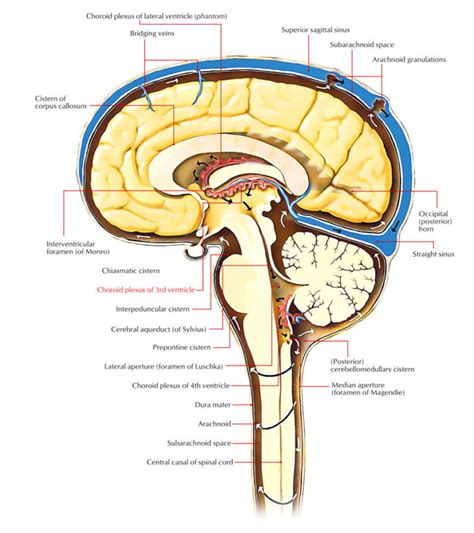 Choroid Plexus Earths Lab