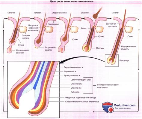 Анагеновое выпадение волос АВВ причины диагностика лечение