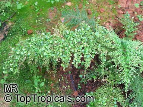 Asplenium Viviparum Mother Fern Top Tropicals Plant Encyclopedia