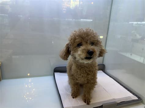 푸들 부천 강아지책임분양 고양이책임분양 유기견책임분양 유기묘책임분양 연예인강아지분양하는곳 연예인고양이분양하는곳 골댕이무료분양 강아지입양보내기 고양이입양보내기 강아지분양사이트