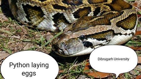 Python Laying Eggs At Dibrugarh University Campus Youtube
