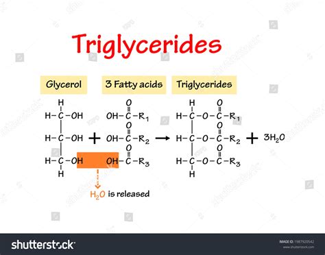 Glycerol Triglyceride