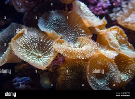 Underwater Shot Of Yellow Mushroom Coral Fungiidae Colony On The Reef