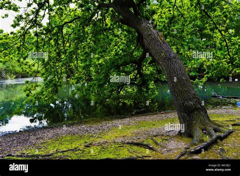 Tree By Water Stock Photo Alamy