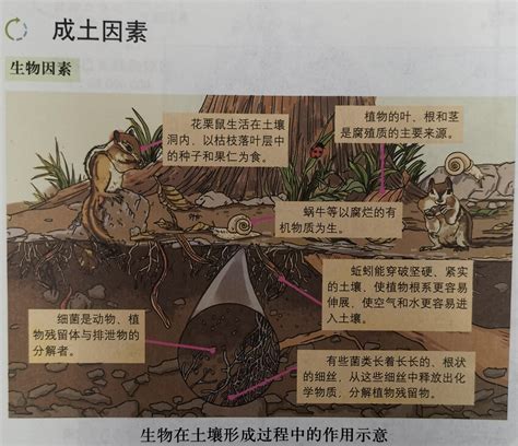 如何评价高中地理教材里的丹霞同人形象？ 知乎