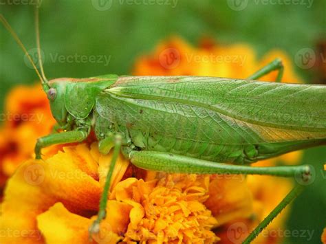 Green Locust On A Yellow Marigold Long Locust Mustache Insect On A