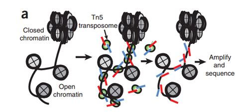 使用ArchR分析单细胞ATAC seq数据 第一章 徐洲更的第二大脑