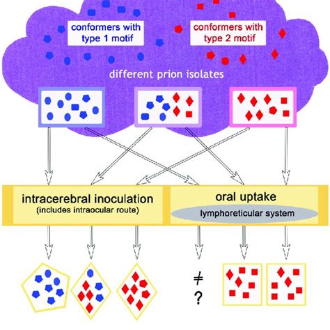 The First Prion Strains Were Isolated In Goats After Passaging Sheep Download Scientific