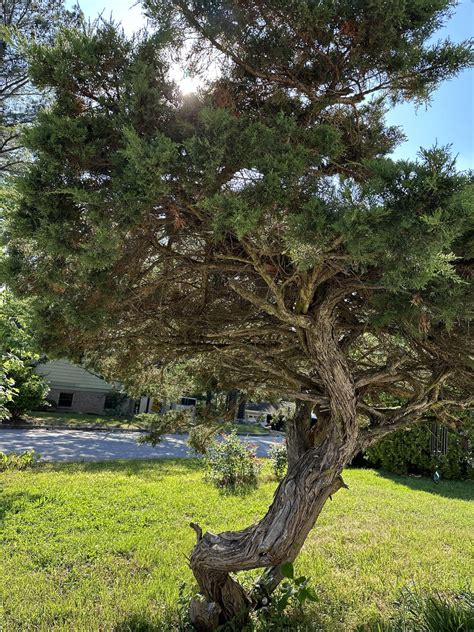 Why Is My Juniper Tree Browning R Arborists