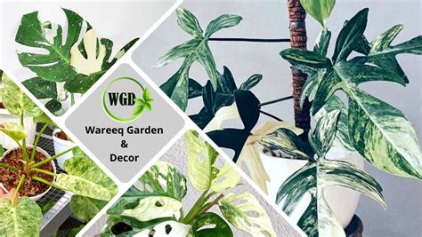 চক্কর পার্লাইট প্রাকৃতিক ভাবে অগ্নুৎ্পাতের মাধ্যমে সৃষ্ট একটি উপাদান। বিশেষ করে যারা দামি