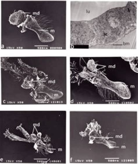 A Scanning Electron Micrographs Of One Mandibular Gland Of Apis