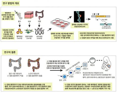 쓰레기 Dna 속 오가는 점핑 유전자 노화와 암 일으킨다 Zdnet Korea