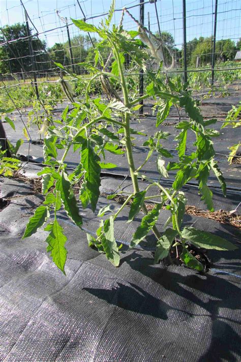 How To Prune Tomatoes My Naturally Sweetened Life