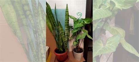 Сансевиерия купить в Москве Товары для дома и дачи Авито