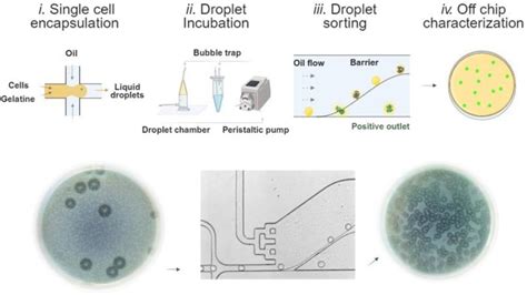 Proteolytic Microorganisms Screening Using Passive Droplet Microfluidics