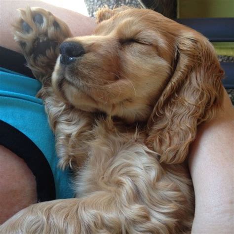 10 Signs You Are A Crazy Cocker Spaniel Person The Paws