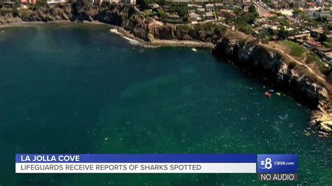 Watch Live Lifeguards Received Reports Of Sharks Spotted In La Jolla