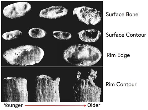 Week 4 Anthropological Musings And Concepts