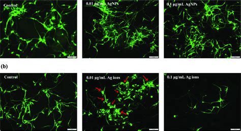 Immunofluorescence Staining For Map2 Of Silver Nanoparticle Agnp A Download Scientific
