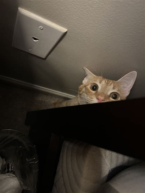 Heard A Strange Noise Behind The Bed Last Night Roneorangebraincell